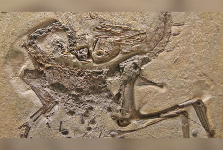 Süzülen bir dinozorun midesinde bilinmeyen kertenkele türleri bulundu ...